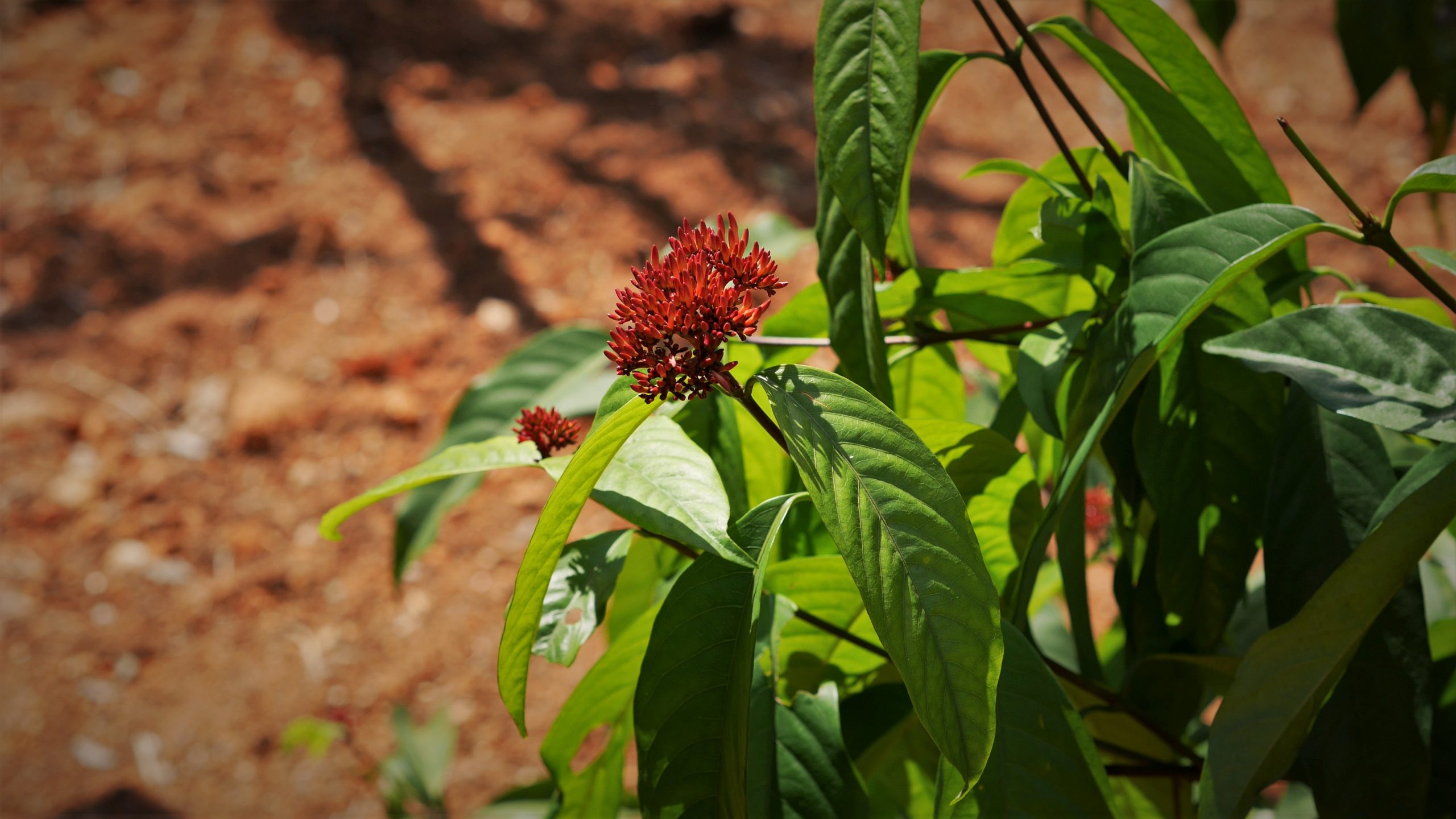 P1290119 S1DD COM